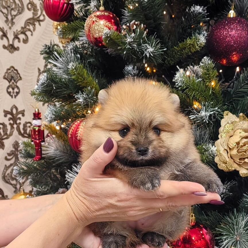 Девочка шпиц