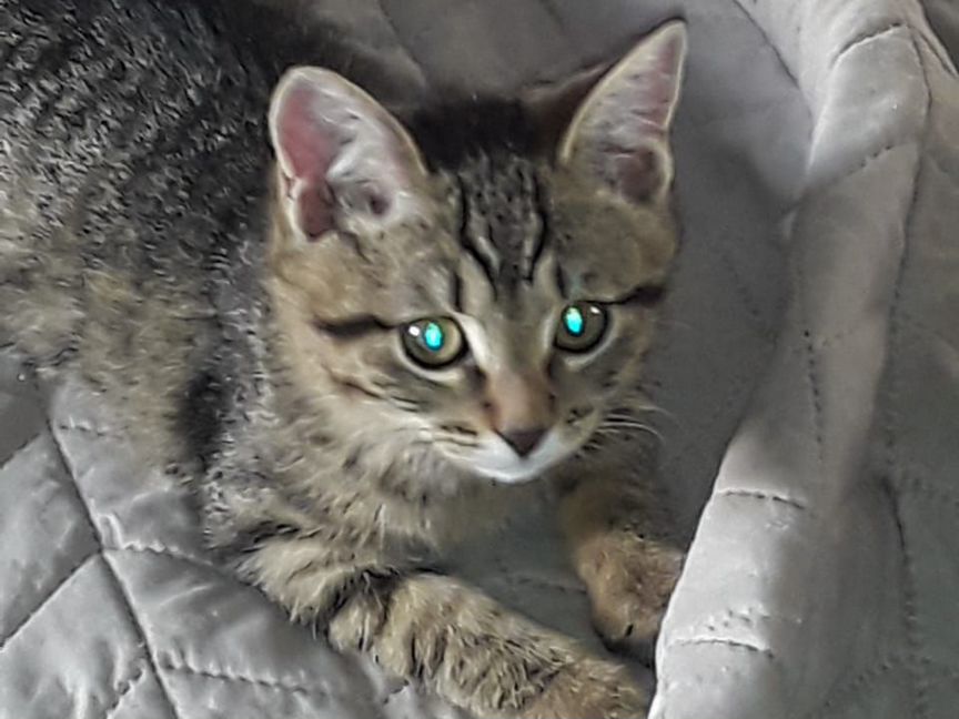 Маленький котенок шпротик
