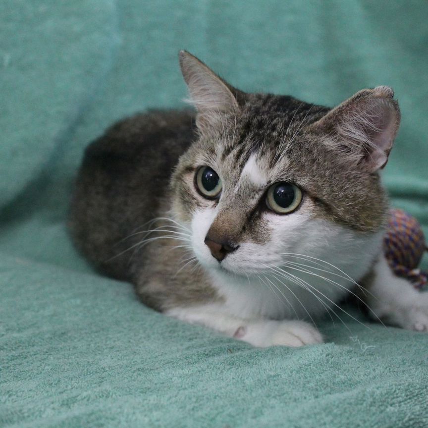 Котик Игрек в добрые руки