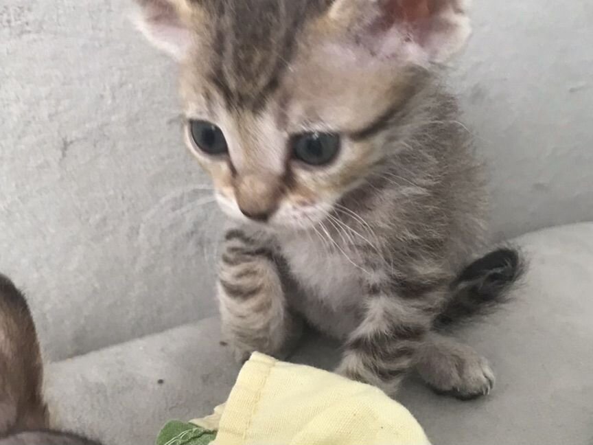 Котята сфинкс Браш