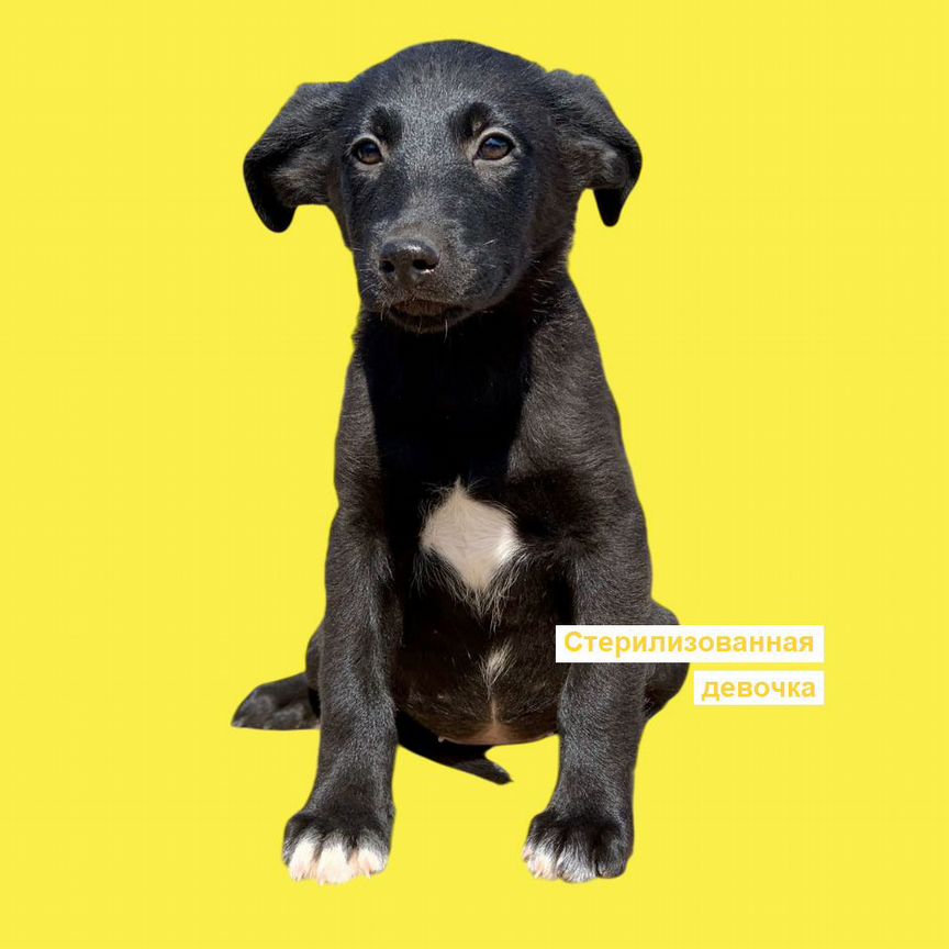 Щенок Ёлка в дом или в будку