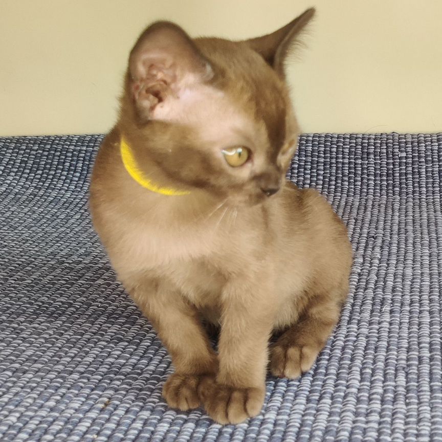 Европейский бурманский котёнок