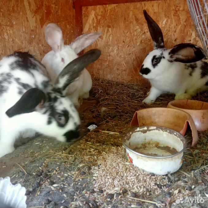 Калифорнийские кролики, помесь бабочка-калифорния