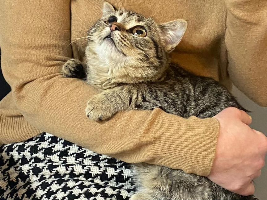 Очень симпатичный котенок ищет дом