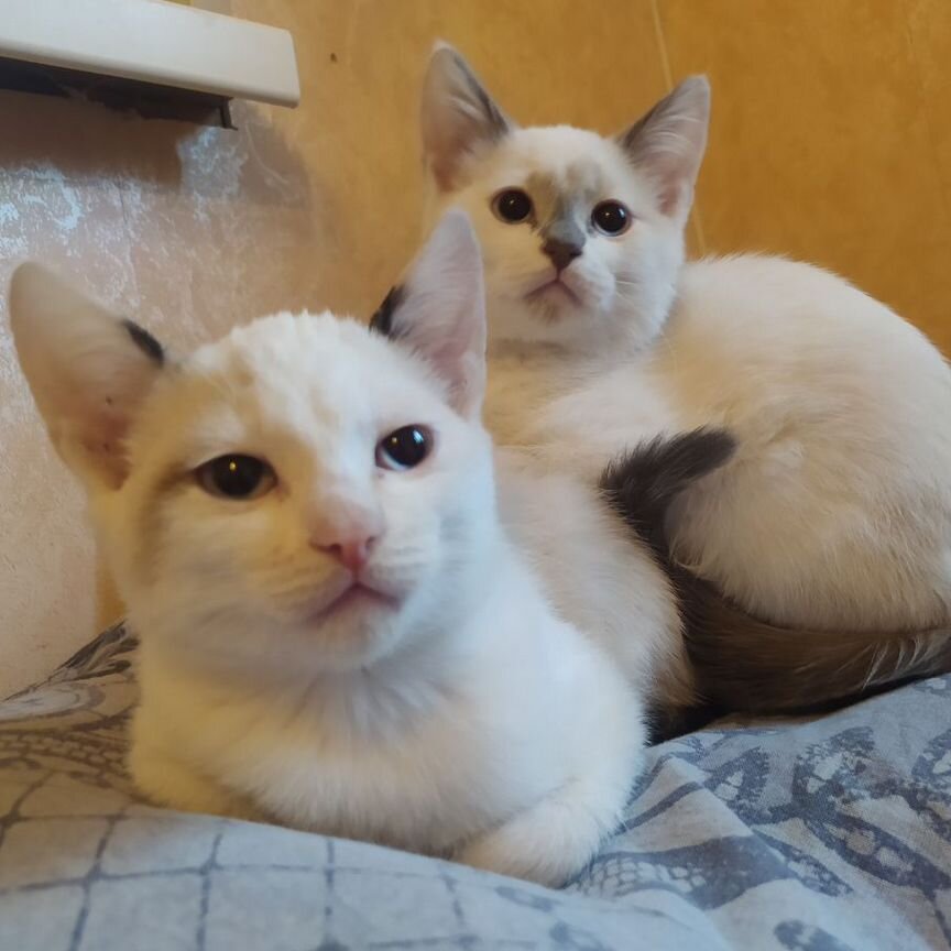 Котята в добрые руки бесплатно