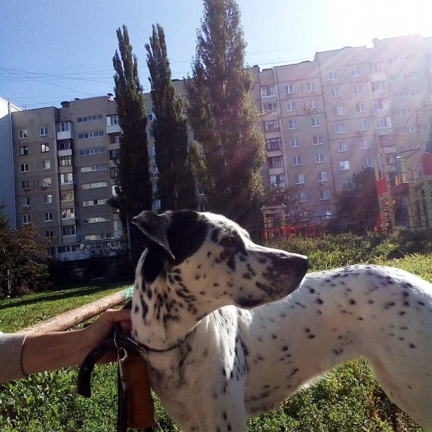 Отдам в добрые руки далматинца потеряшку
