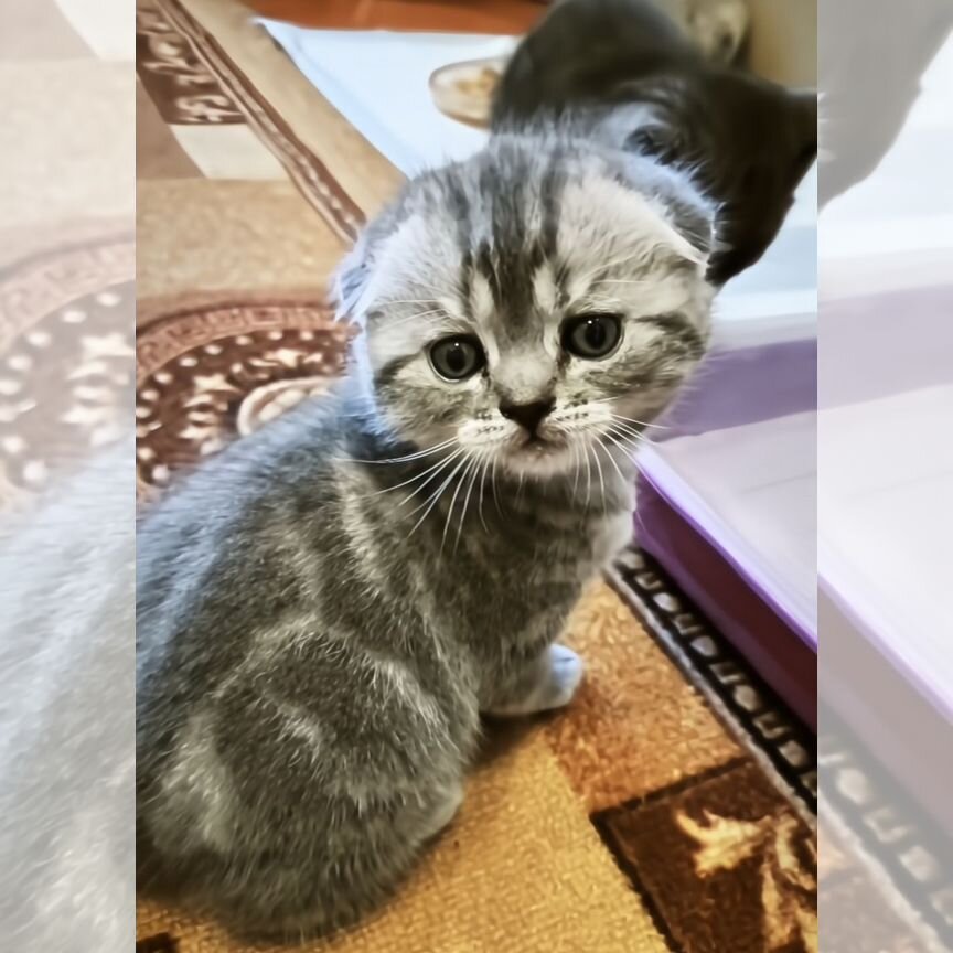 Шотландский вислоухий короткошёрстный котёнок
