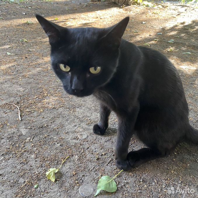 Волшебный котик