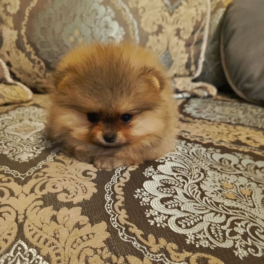 Девочки помераночки