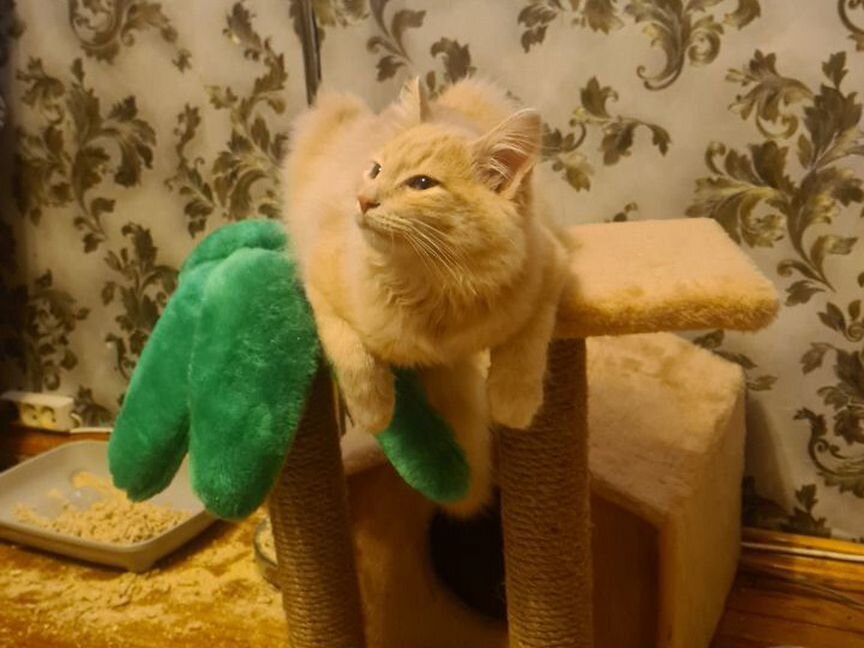 Отдам милого сибирского кота в добрые руки
