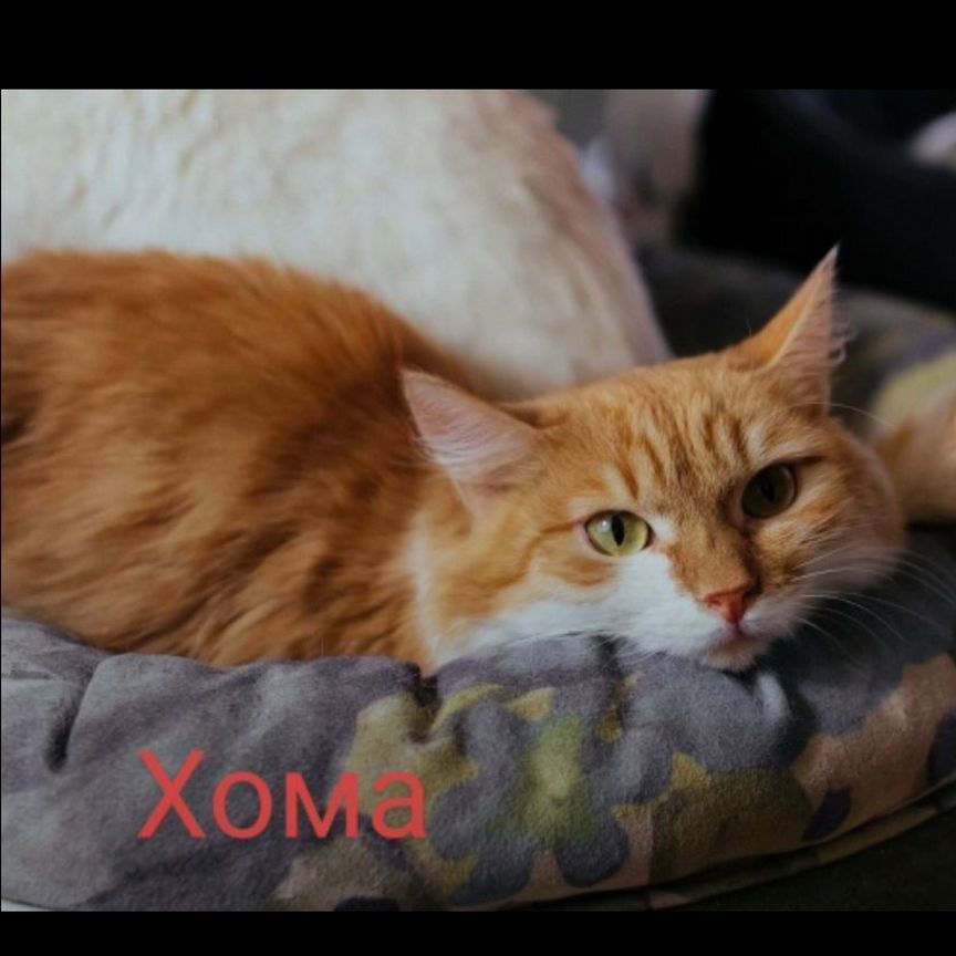 Взрослый кот в добрые руки