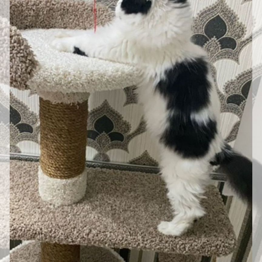 Шотландский котик
