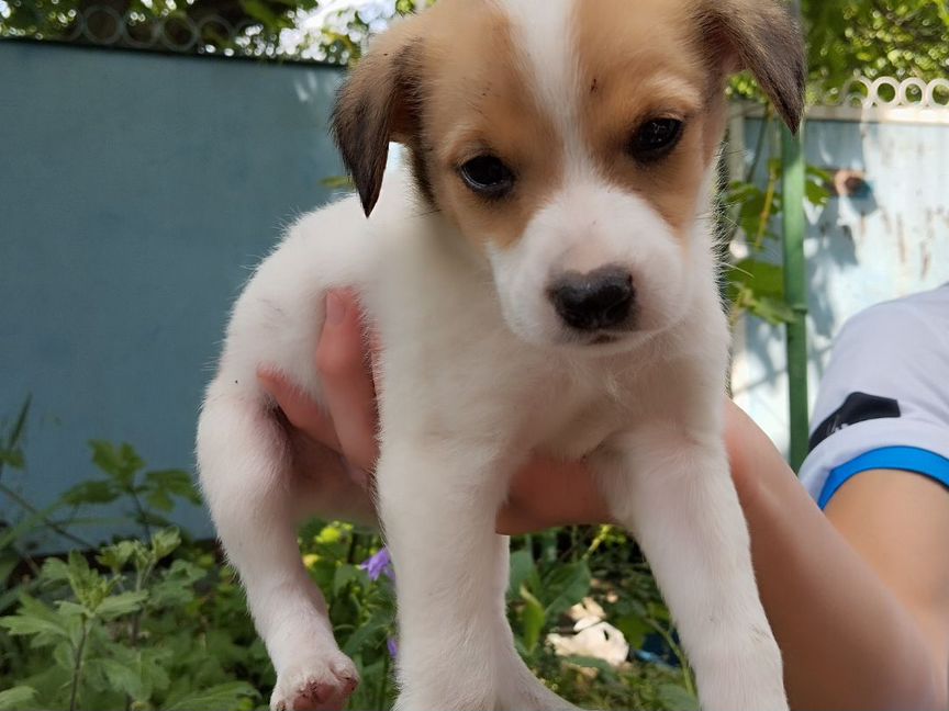 Щенки в поисках дома