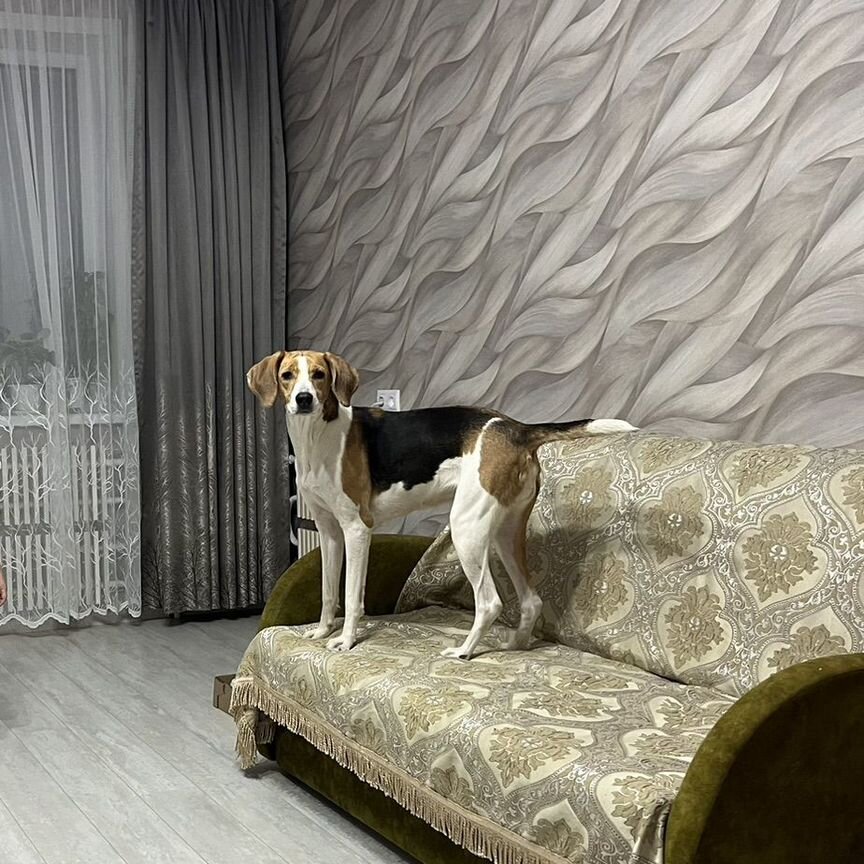 Русская пегая гончая отдам в добрые руки