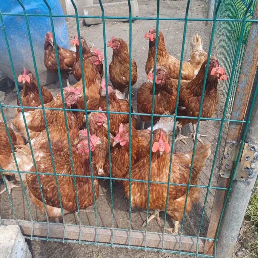 Куры несушки