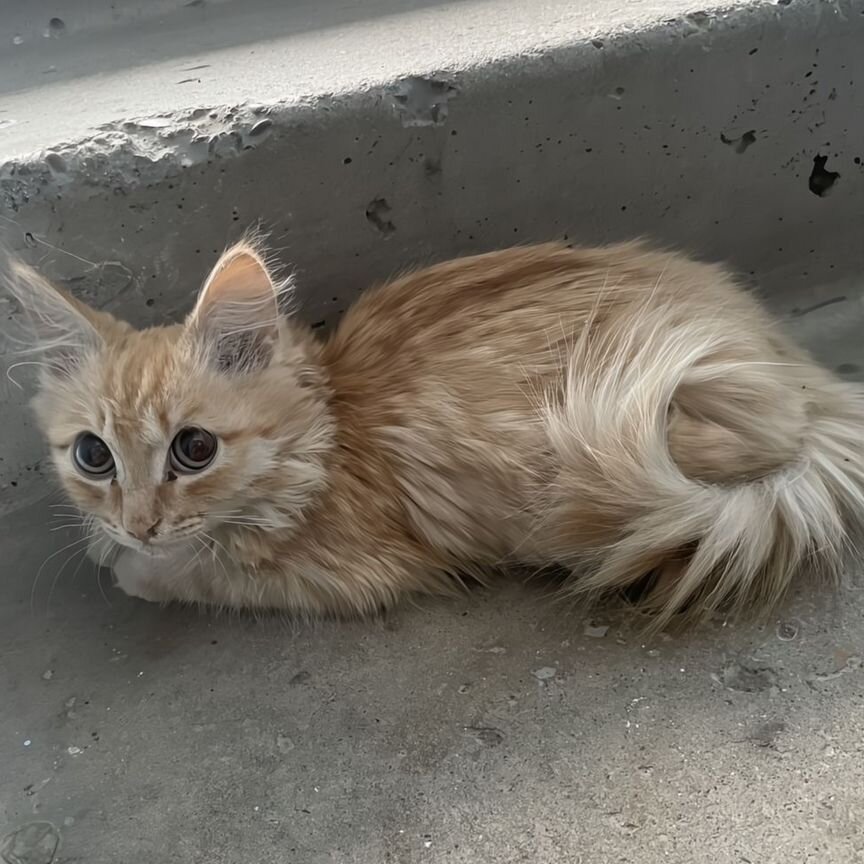 Европейский короткошёрстный котёнок