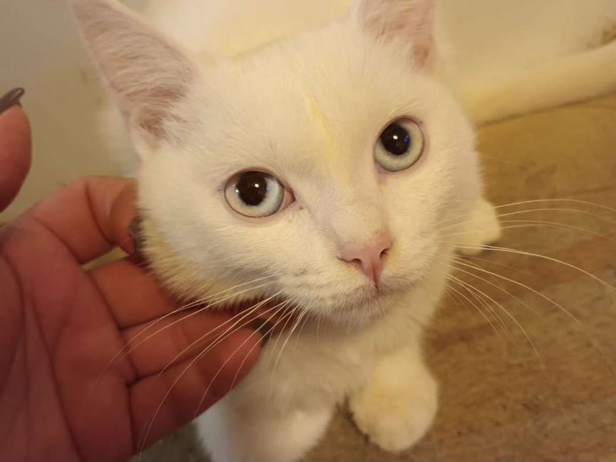 Чисто белая кошечка