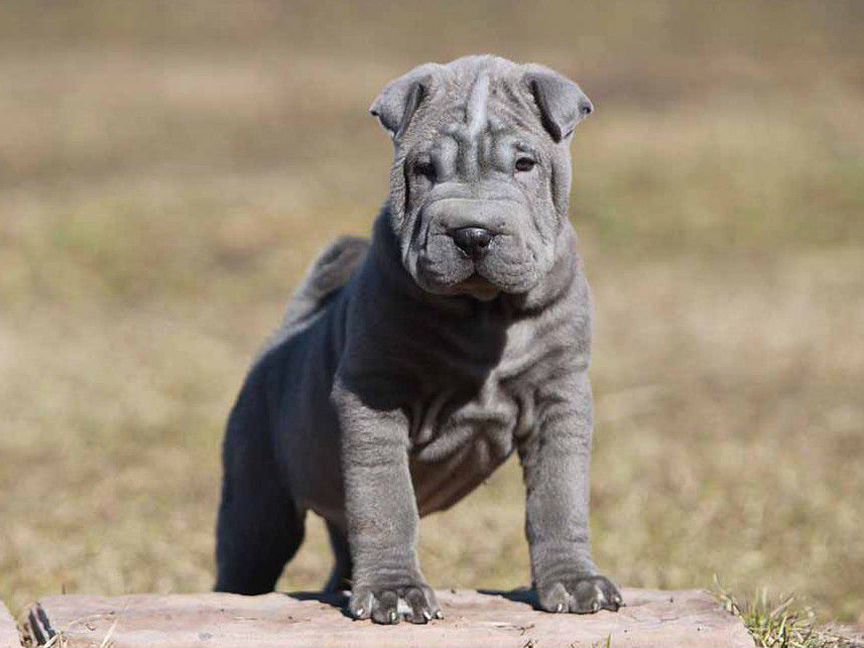 Шарпейчик голубой