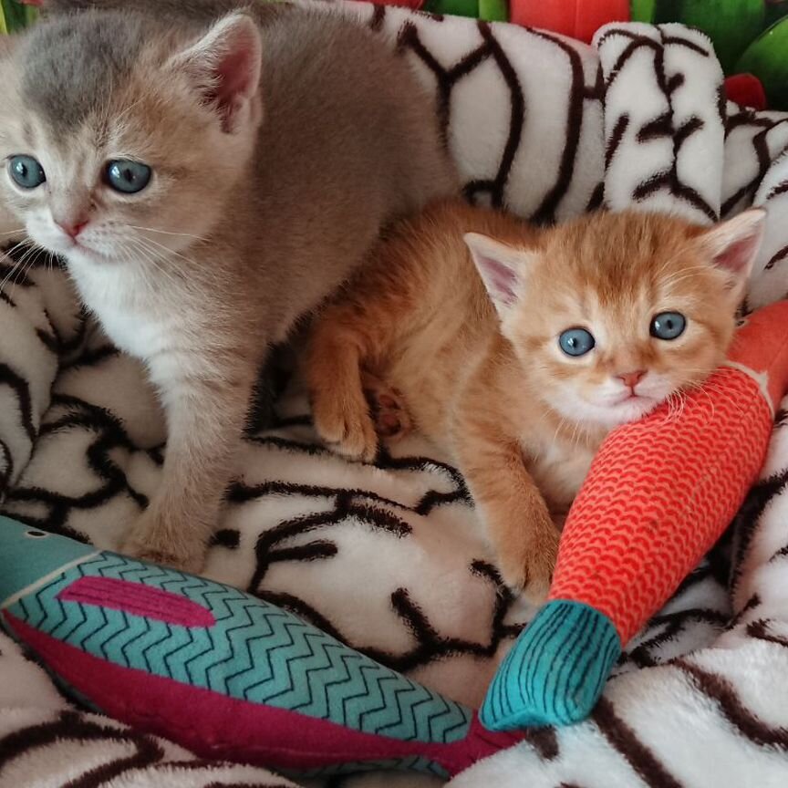 Британская золотая шиншилла