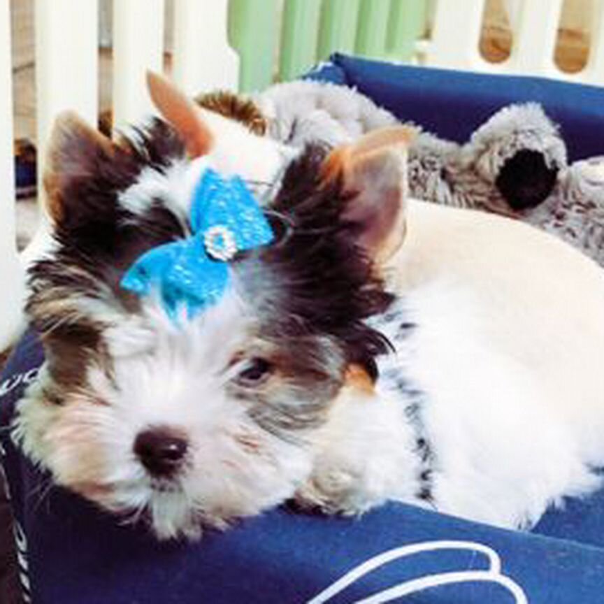 Бивер-йоркширский терьер, щенок