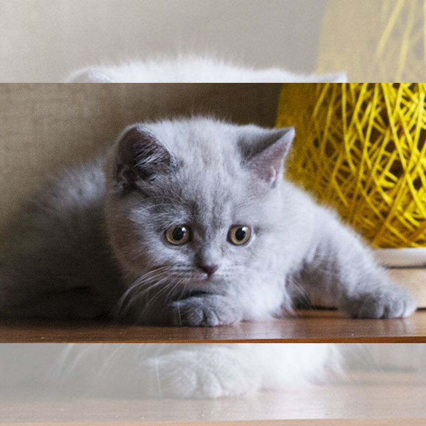 Британские котята короткошерстные