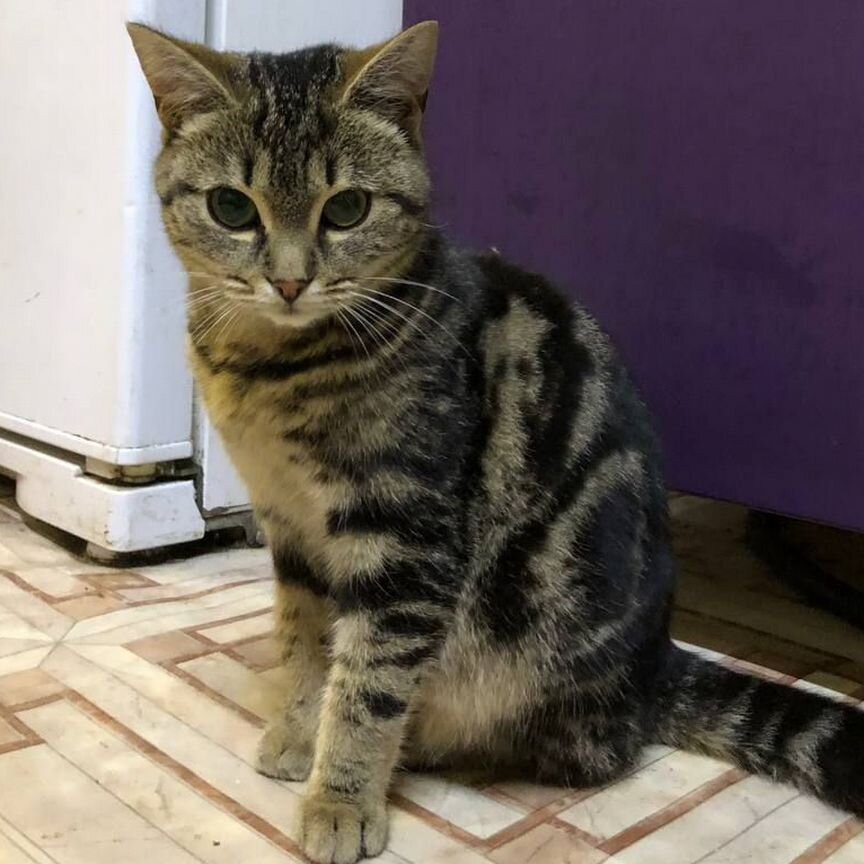 Шотландская прямоухая длинношёрстная кошка, взрослая