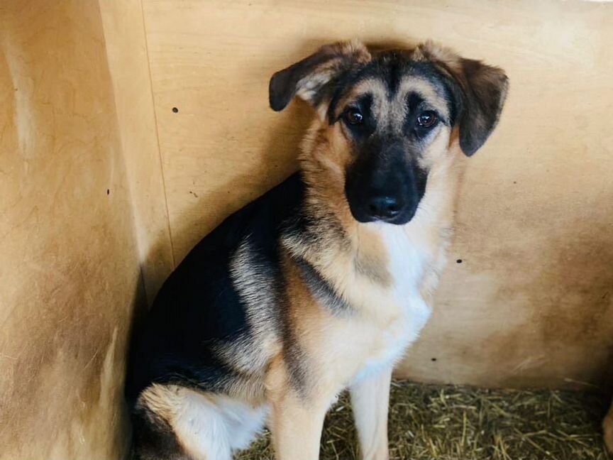 Джун - щенок из приюта надеется найти дом