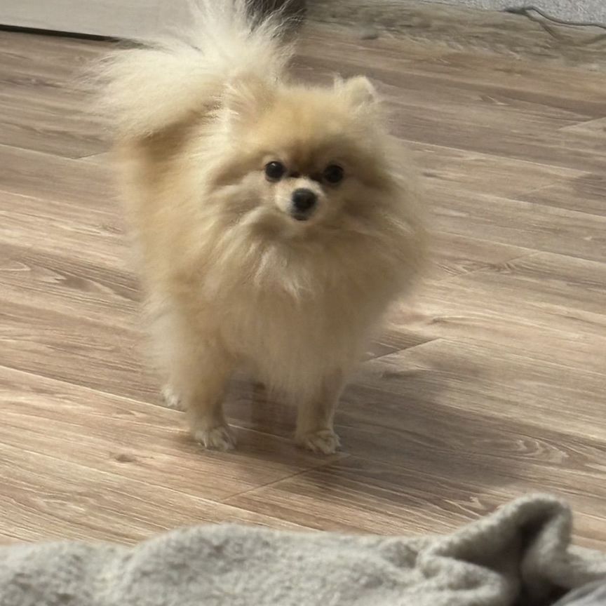 Померанский шпиц, взрослая собака