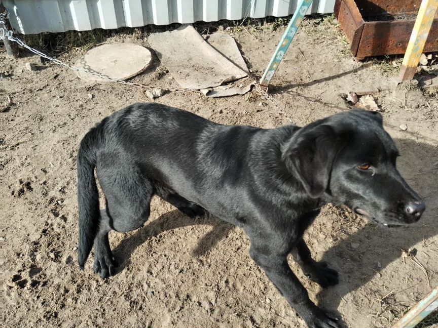 Мальчик породы лабрадор