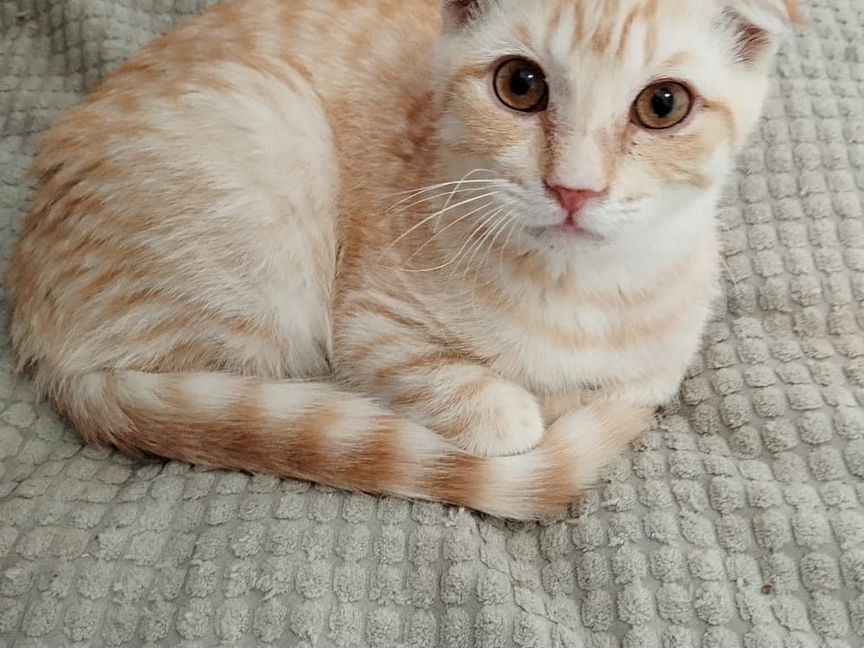 Привитый Шурик ищет дом