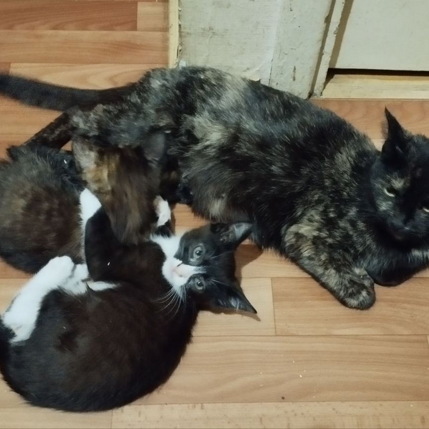 Котята в добрые руки