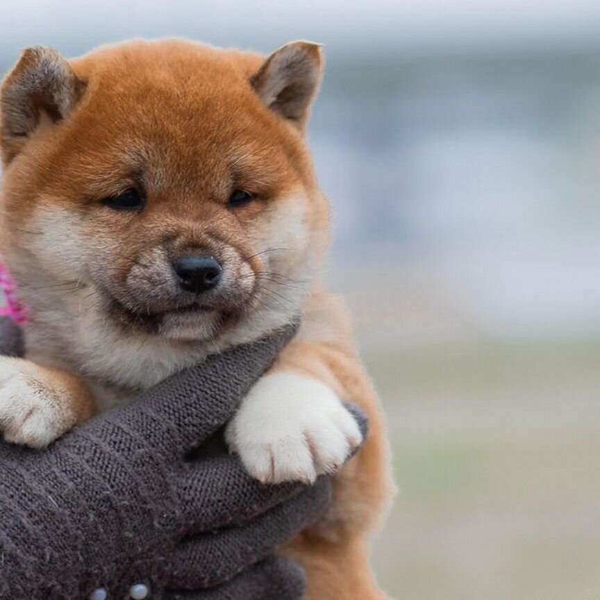 Чудесные щенки сиба