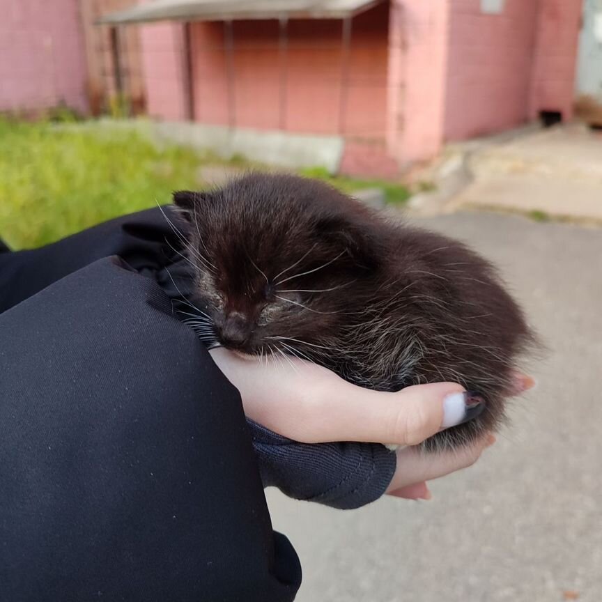 Котëнок в добрые руки