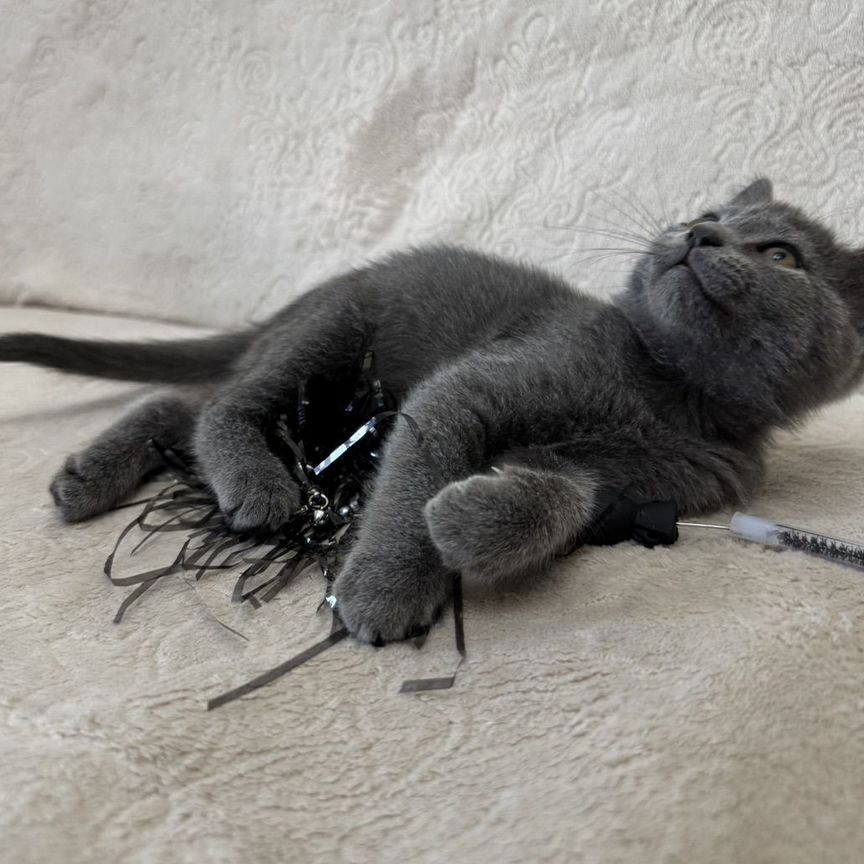 Серый котенок