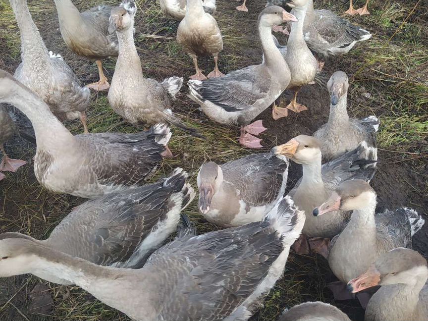 Гуси, утки, индюки