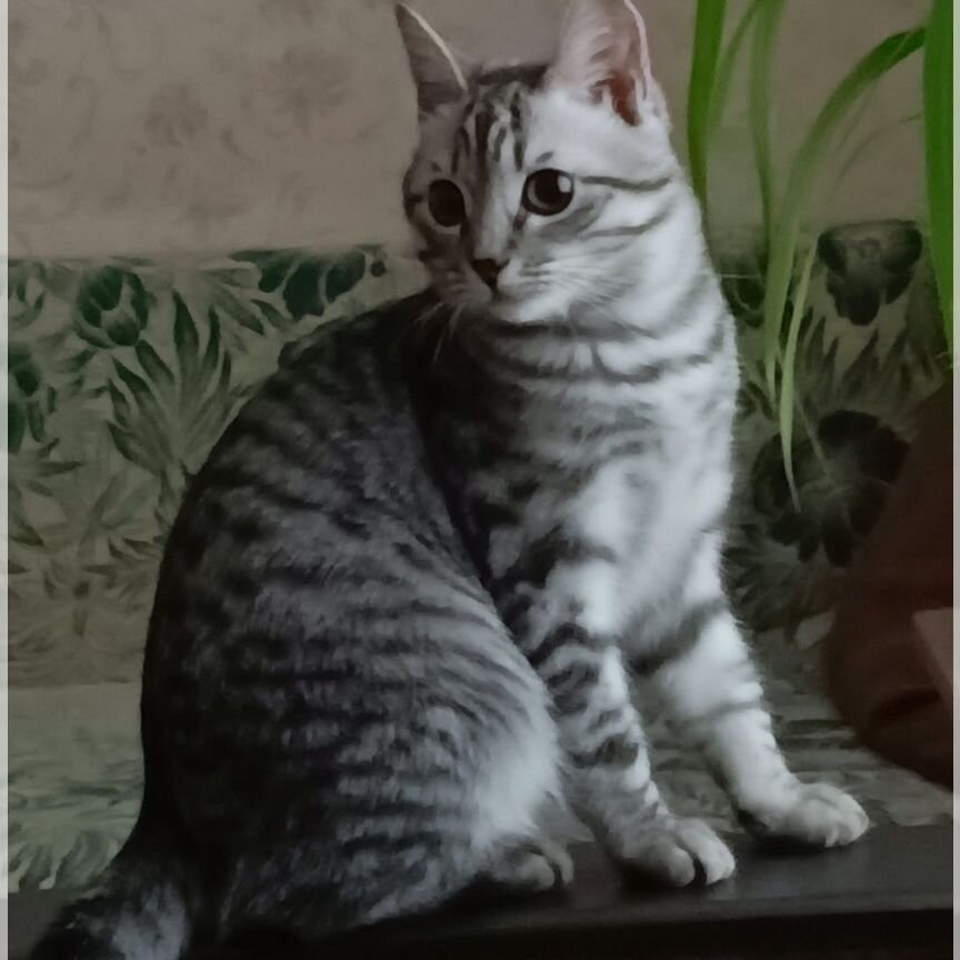 Домашние животные кошки
