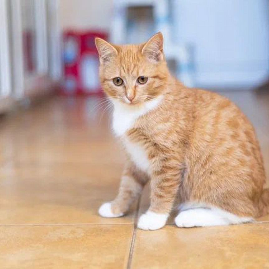 Нежная малышка Дафна в самые добрые руки