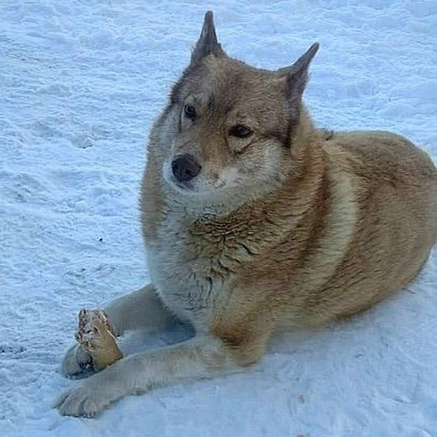 Лайка, взрослая собака