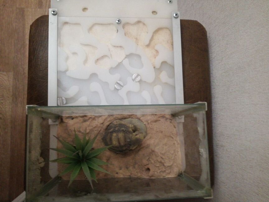 Муравьиная ферма