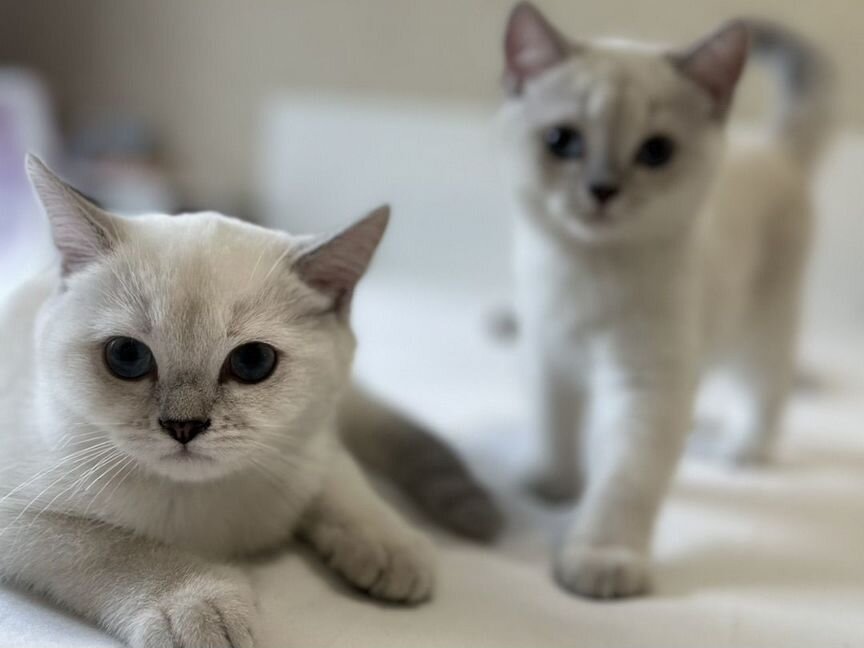 Котята британской шиншиллы с родословной