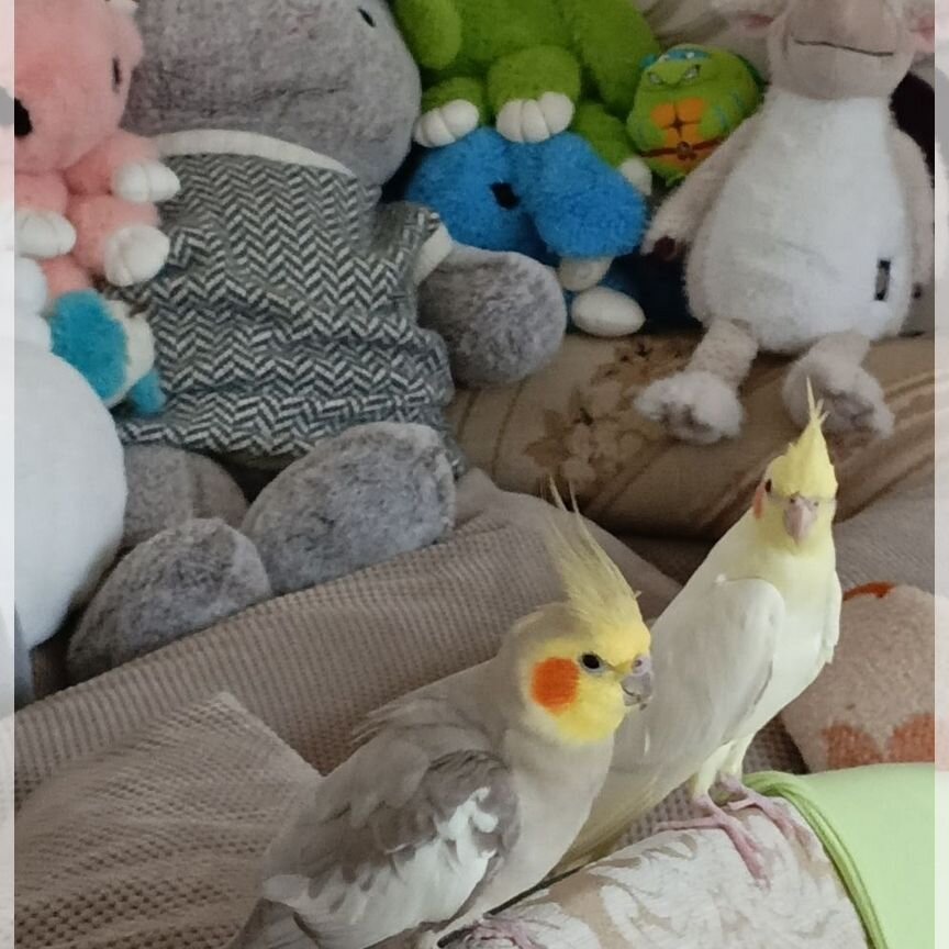 Попугай корелла ручной пара