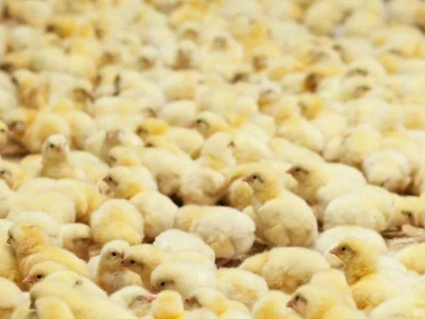 Цыплята суточные кормовые с птицефабрики