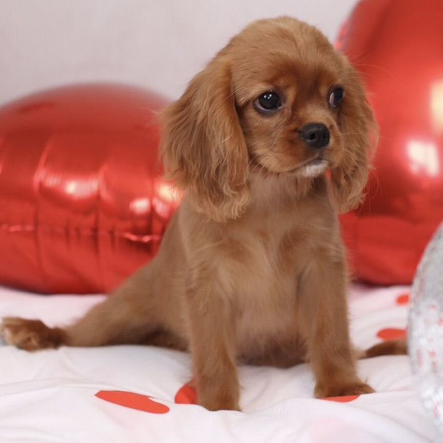 Кавалер кинг-чарльз-спаниель, щенок