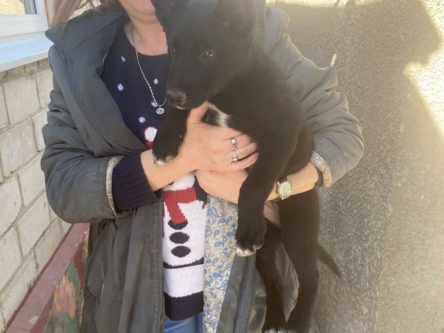 Отдам щенка в добрые руки