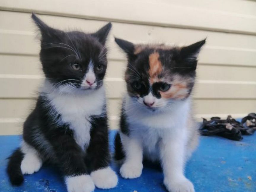 Котята русские дворяне