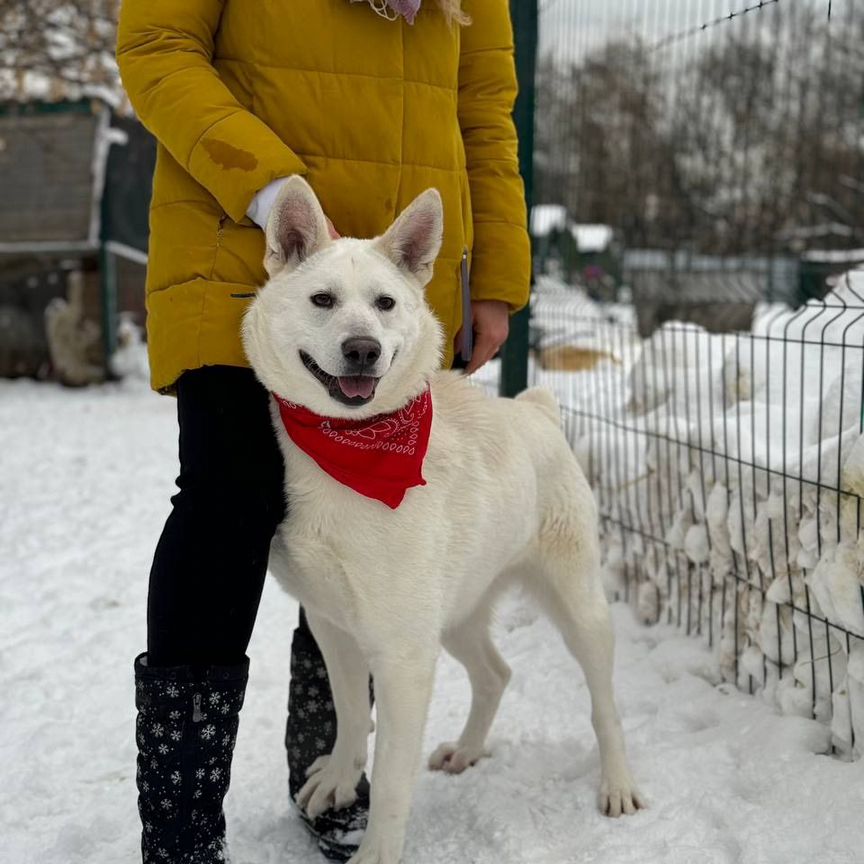 Белоснежная Супра в добрые руки
