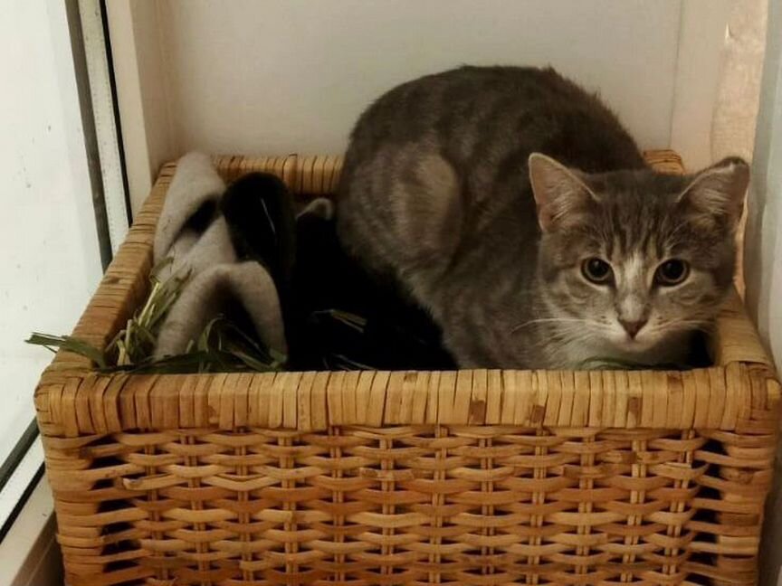 Котенок подросток девочка 6,5 мес