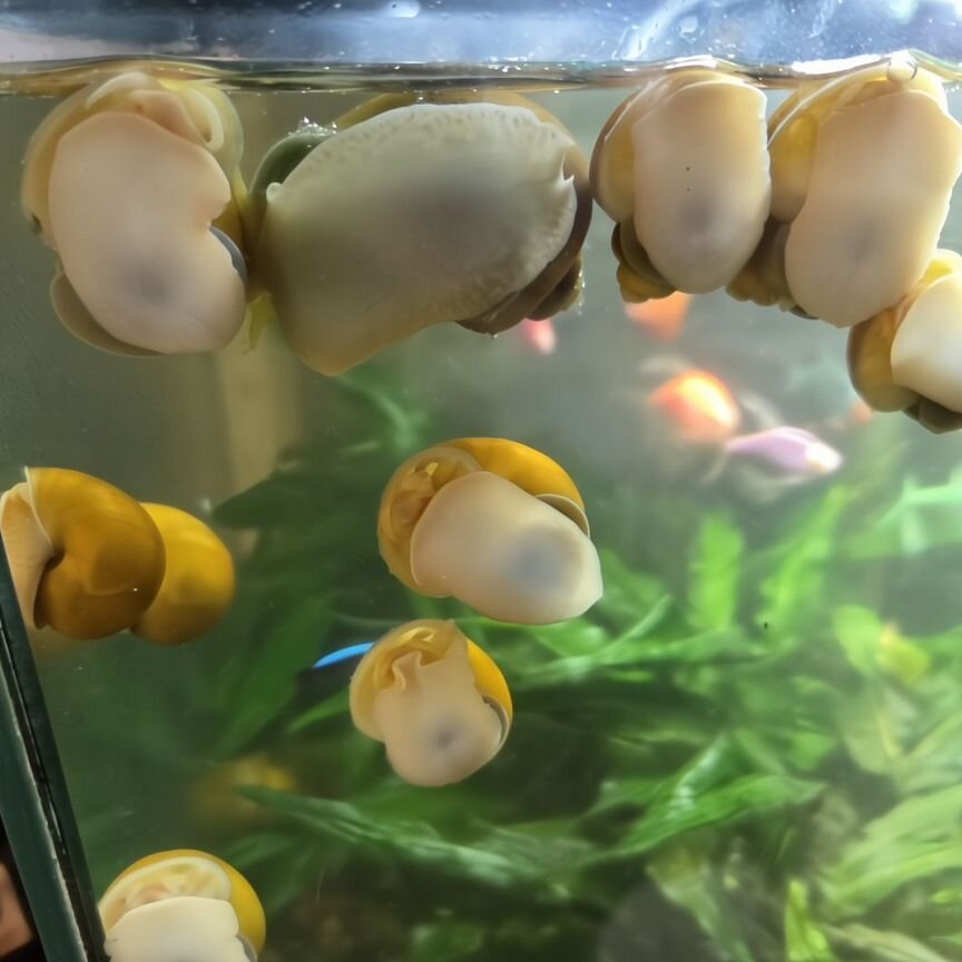 Улитки аквариумные ампулярии