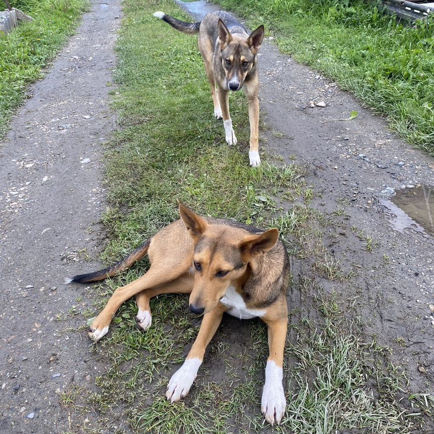 Собака в добрые руки