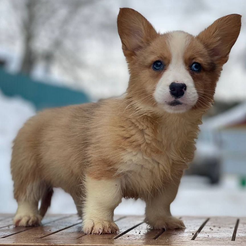 Вельш Корги Кардиган, щенок